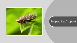 25 Types of Leafhopper: Identification with Pictures