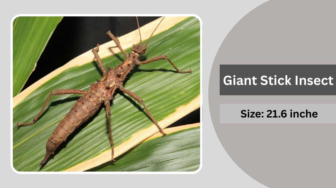 27 Largest Insects in the World: Identification with Size
