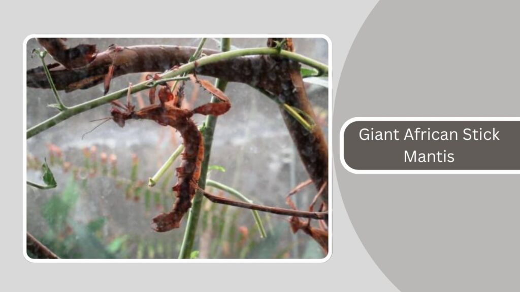 21 Common Types of Praying Mantis: Identification with Pictures