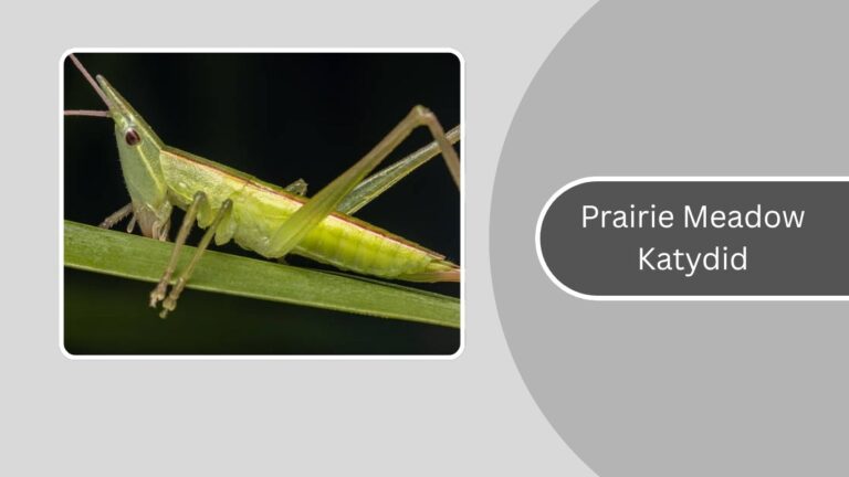 25 Types Of Katydid: Identification with Pictures