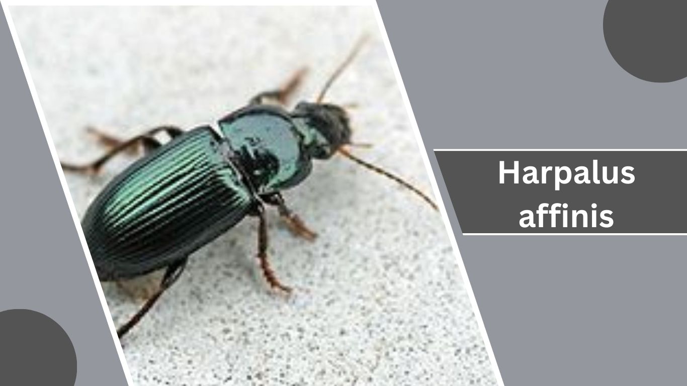27 Types of Ground Beetles: Different Species Identification