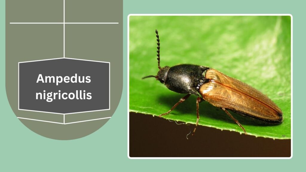27 Types of Click Beetles: Different Species Identification