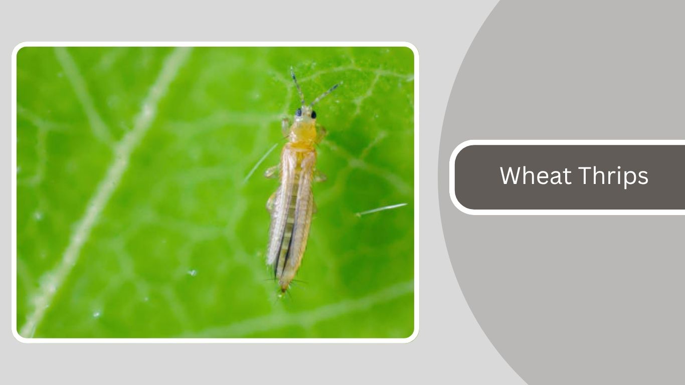 25 types of Thrip: Identification with Pictures