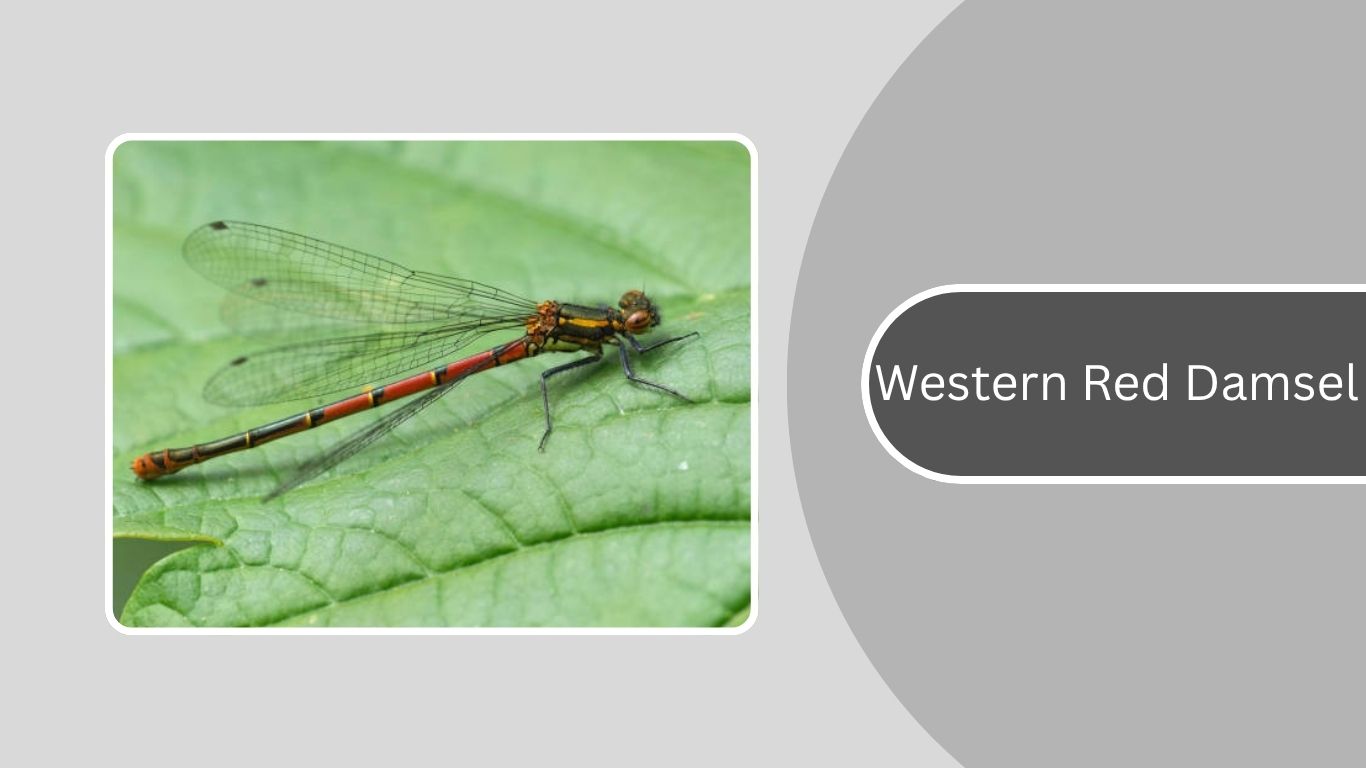 20 Type of Damselfly: Identification with pictures