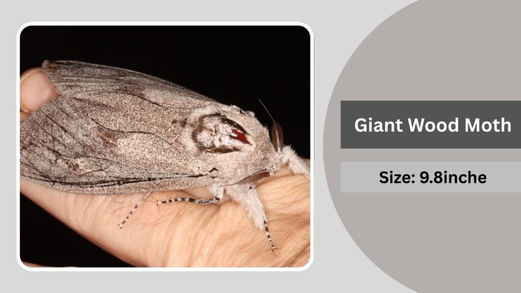 27 Largest Insects in the World: Identification with Size