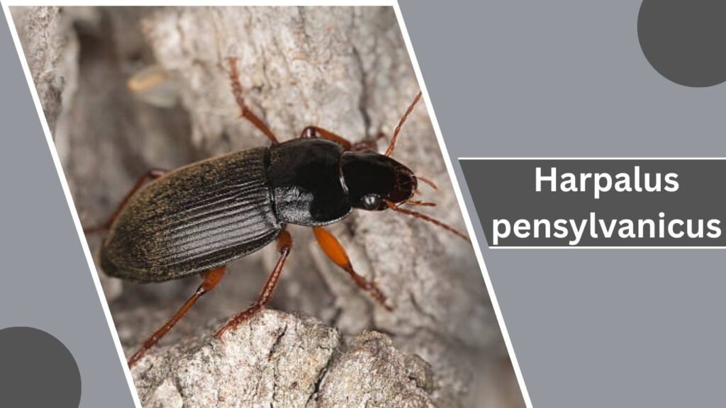 27 Types of Ground Beetles: Different Species Identification
