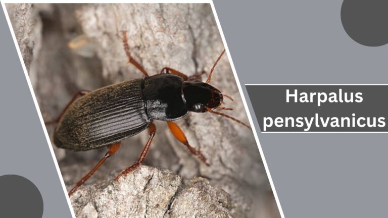 27 Types of Ground Beetles: Different Species Identification