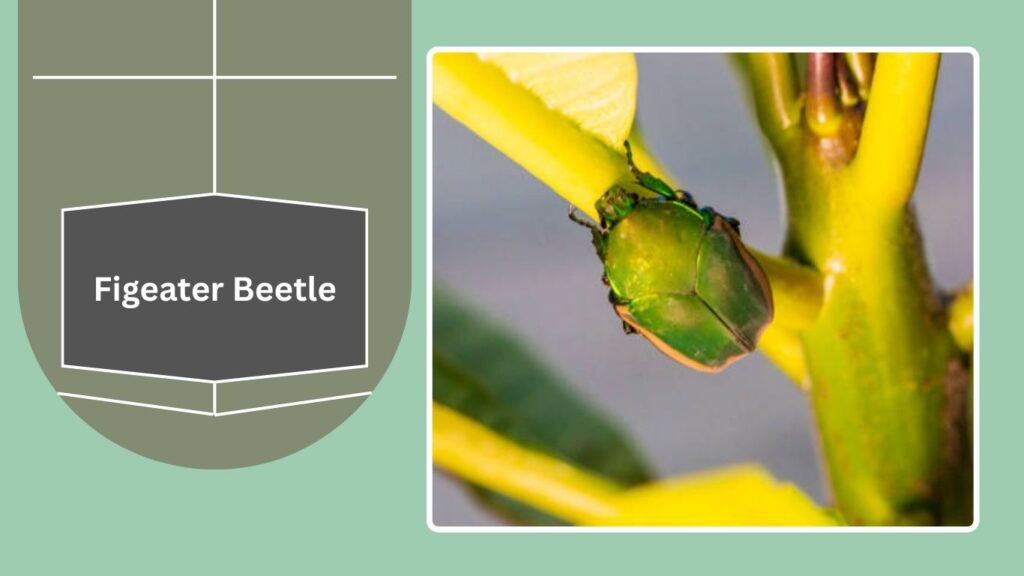 27 Types of Scarab Beetles : Different Species Identification