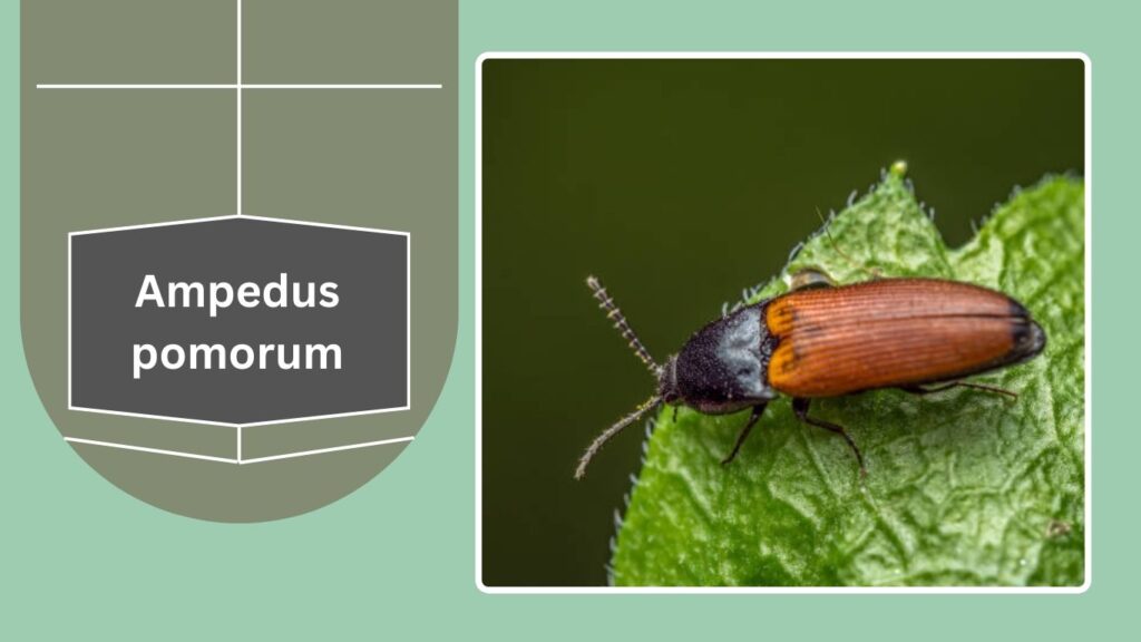 27 Types of Click Beetles: Different Species Identification