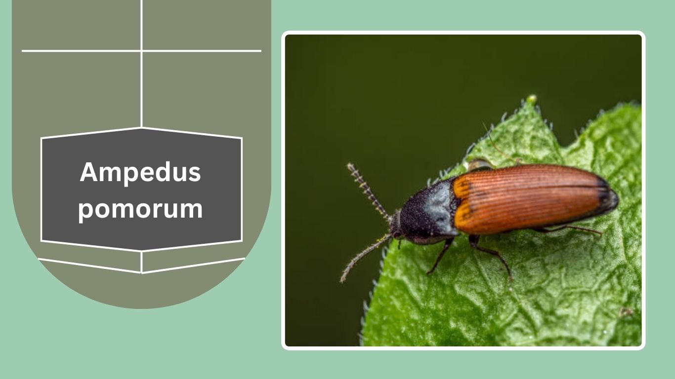 27 Types of Click Beetles: Different Species Identification
