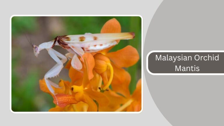 21 Common Types of Praying Mantis: Identification with Pictures