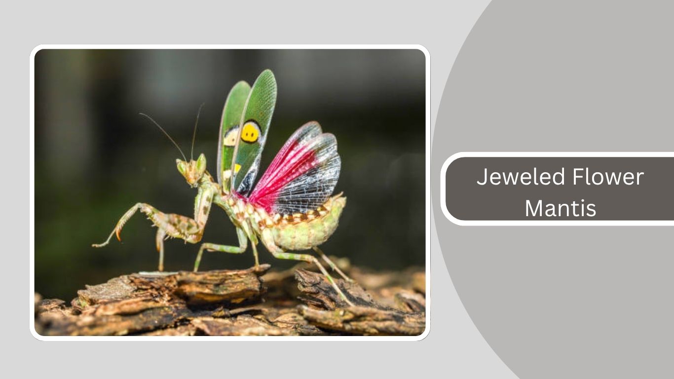 21 Common Types of Praying Mantis: Identification with Pictures