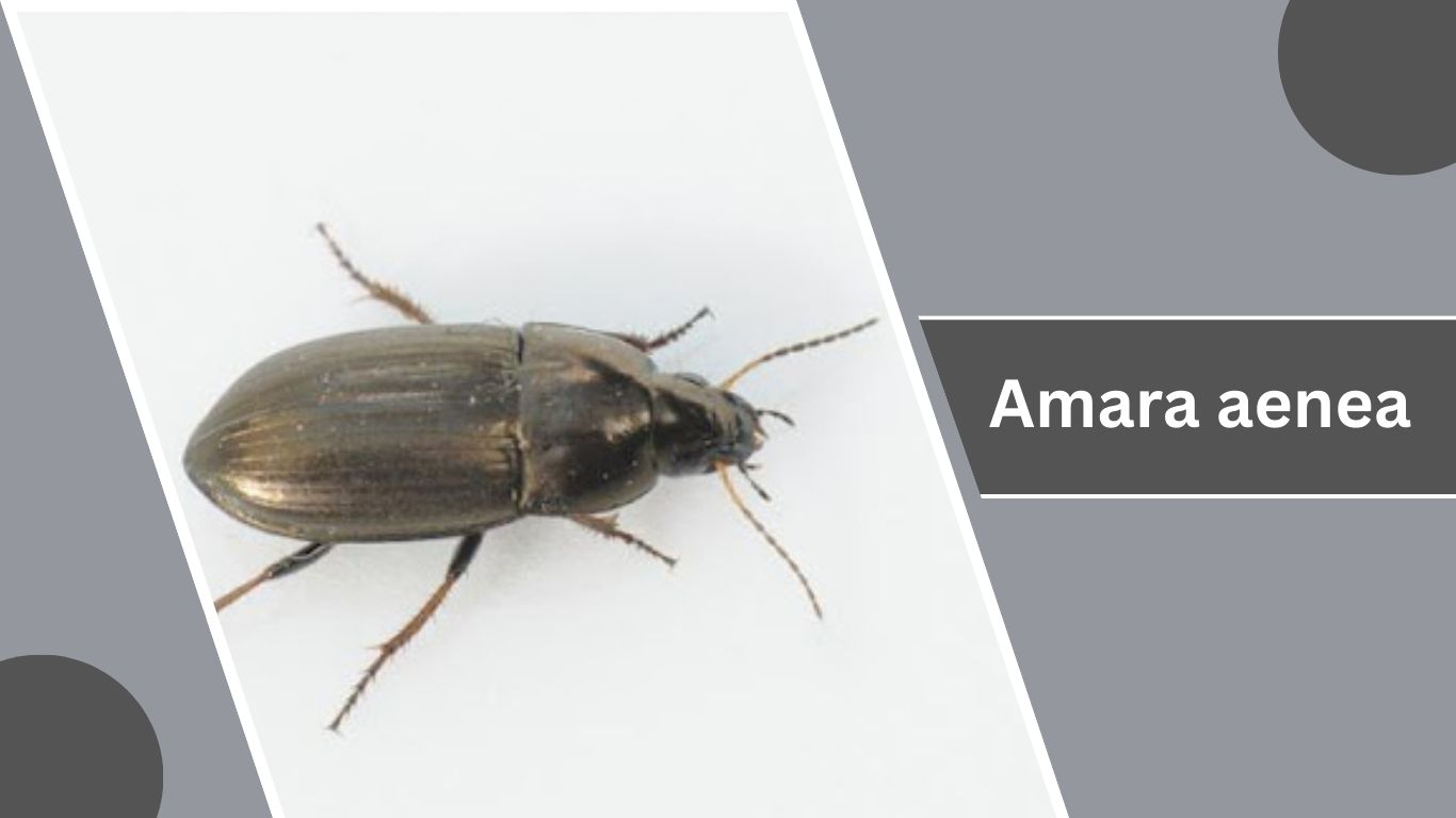 27 Types of Ground Beetles: Different Species Identification