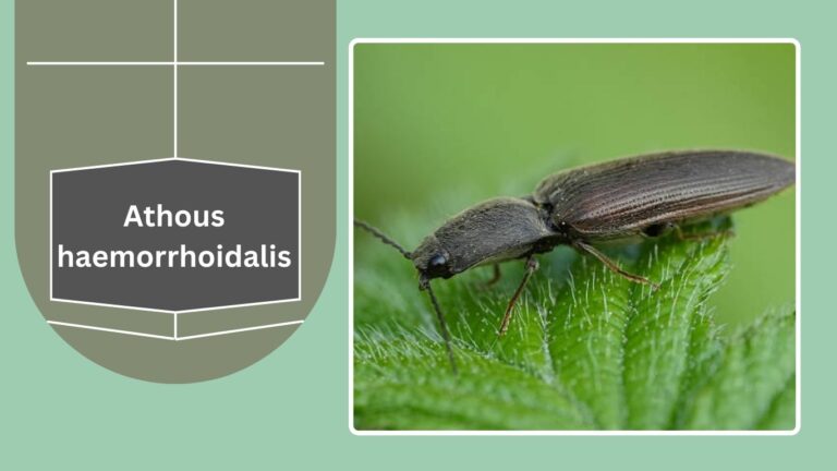 27 Types of Click Beetles: Different Species Identification