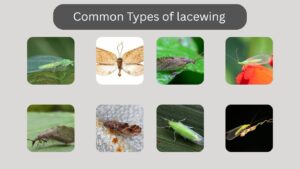 15 Common Types of Lacewing: Identification with Pictures