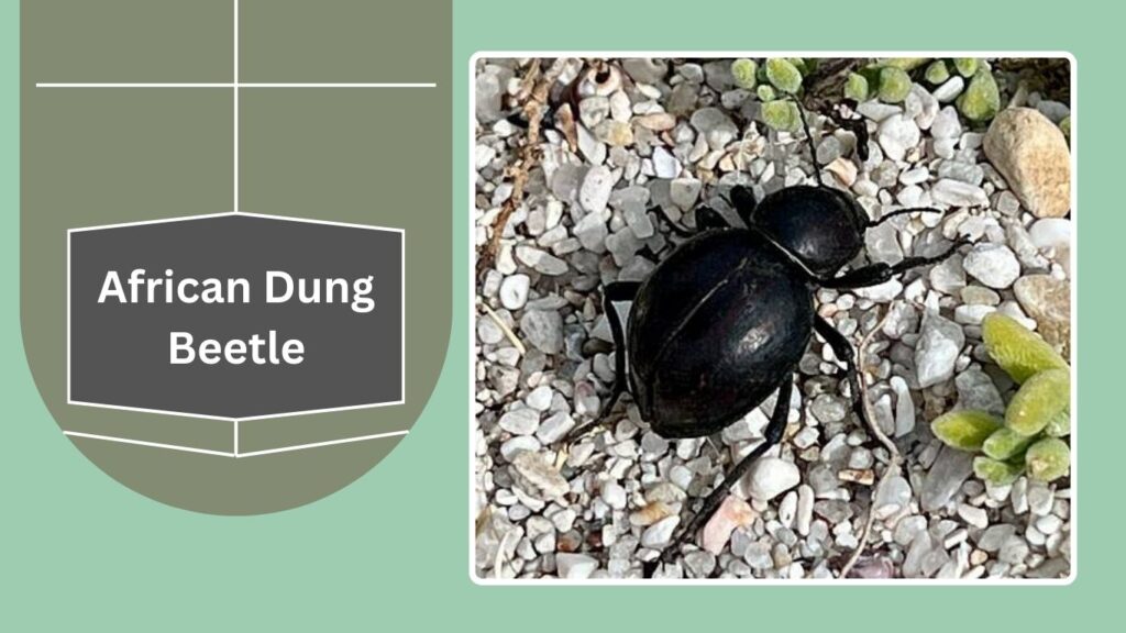 27 Types of Scarab Beetles : Different Species Identification