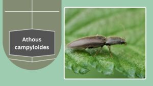 27 Types of Click Beetles: Different Species Identification