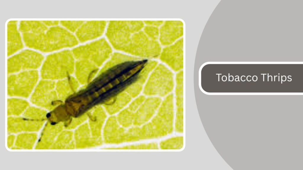 25 types of Thrip: Identification with Pictures