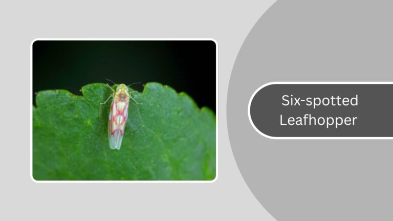 25 Types of Leafhopper: Identification with Pictures