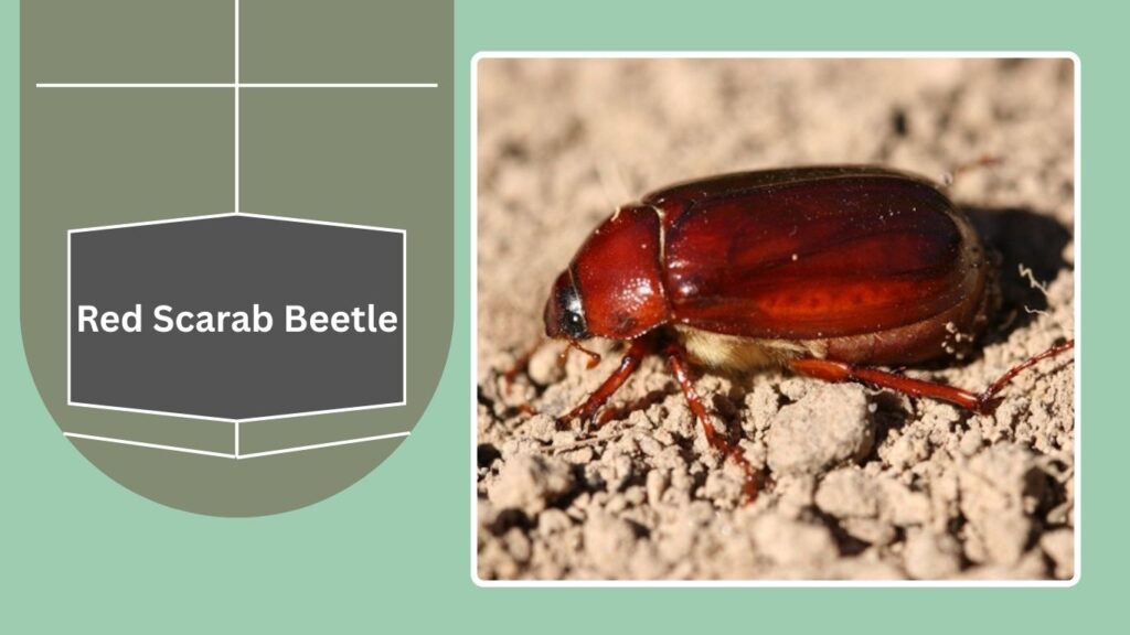 27 Types of Scarab Beetles : Different Species Identification