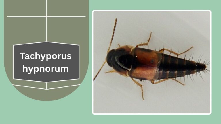 27 Types of Rove Beetles : Different Species Identification