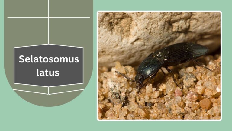 27 Types of Click Beetles: Different Species Identification