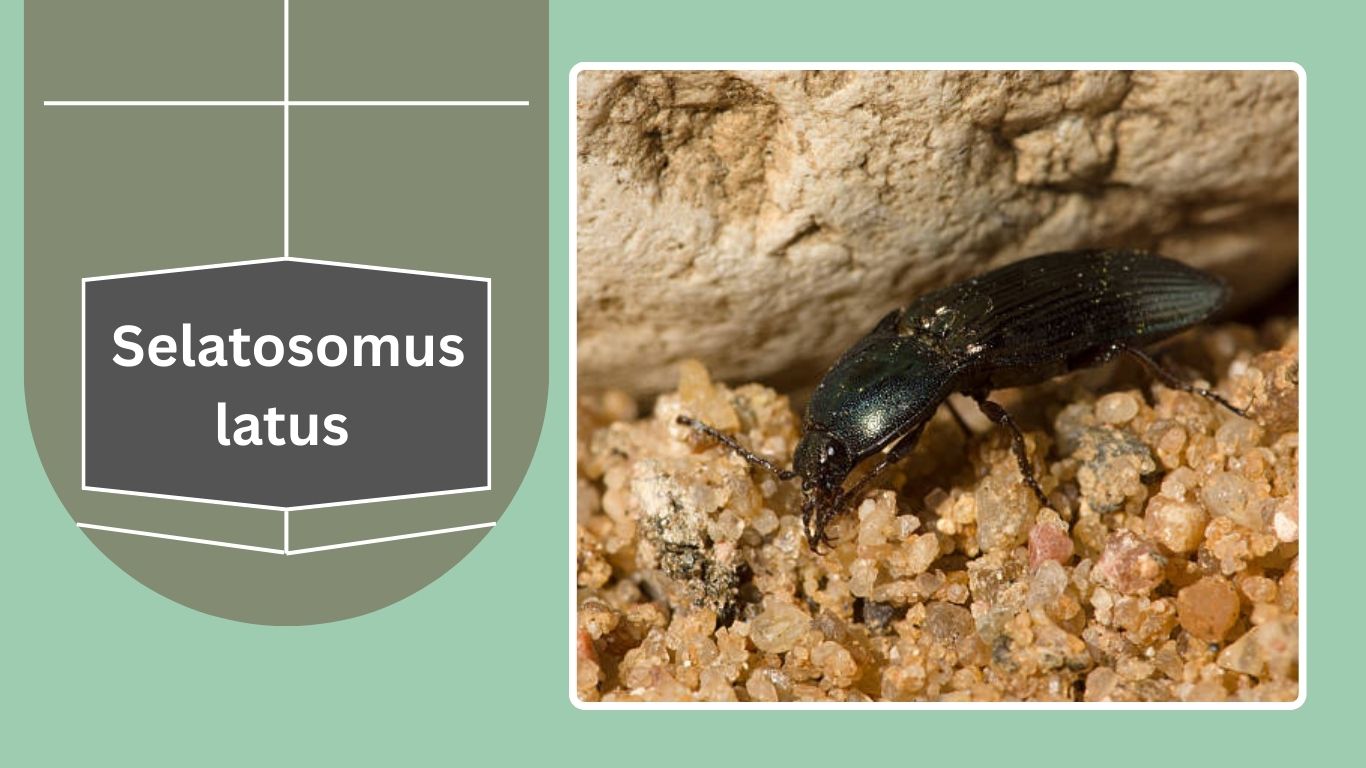 27 Types of Click Beetles: Different Species Identification