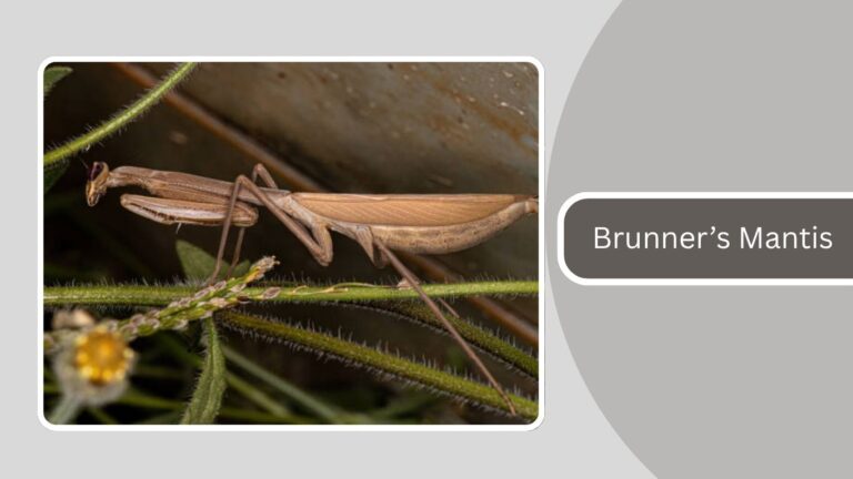 21 Common Types of Praying Mantis: Identification with Pictures