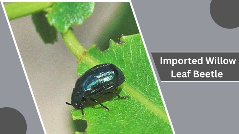 27 Types of Leaf Beetles: Different Species Identification