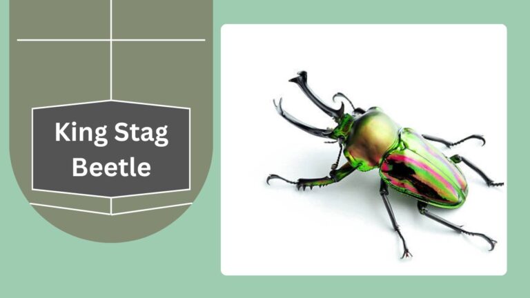 27 Types of Scarab Beetles : Different Species Identification