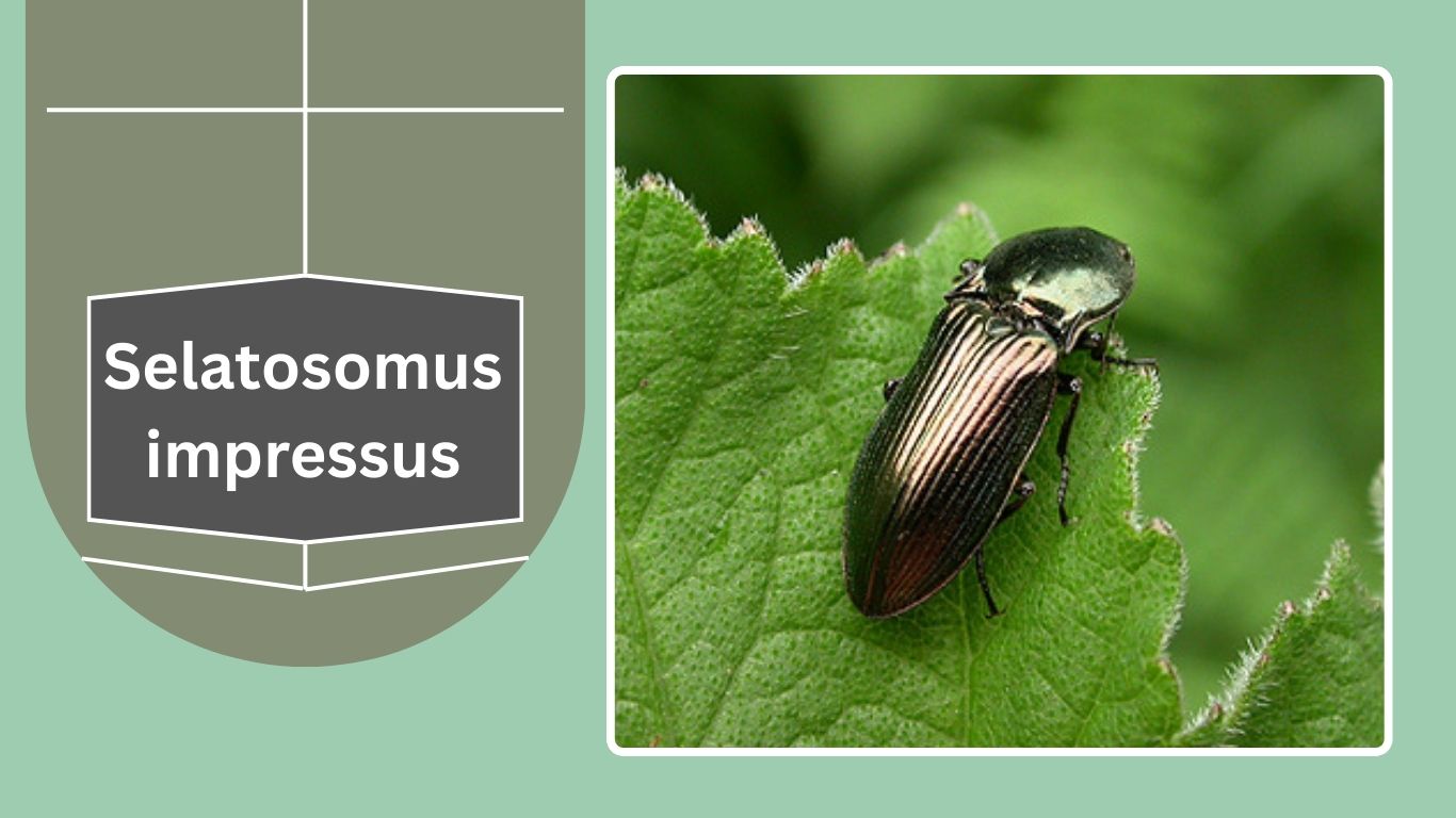 27 Types of Click Beetles: Different Species Identification