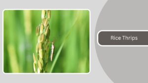 25 types of Thrip: Identification with Pictures