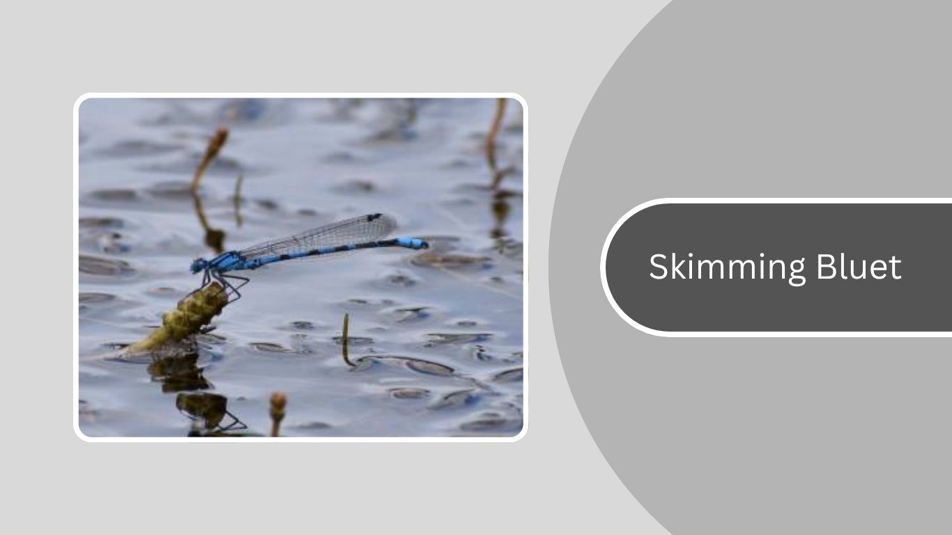 20 Type of Damselfly: Identification with pictures