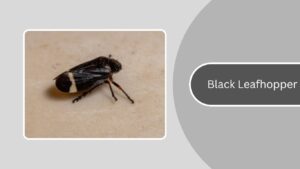 25 Types of Leafhopper: Identification with Pictures