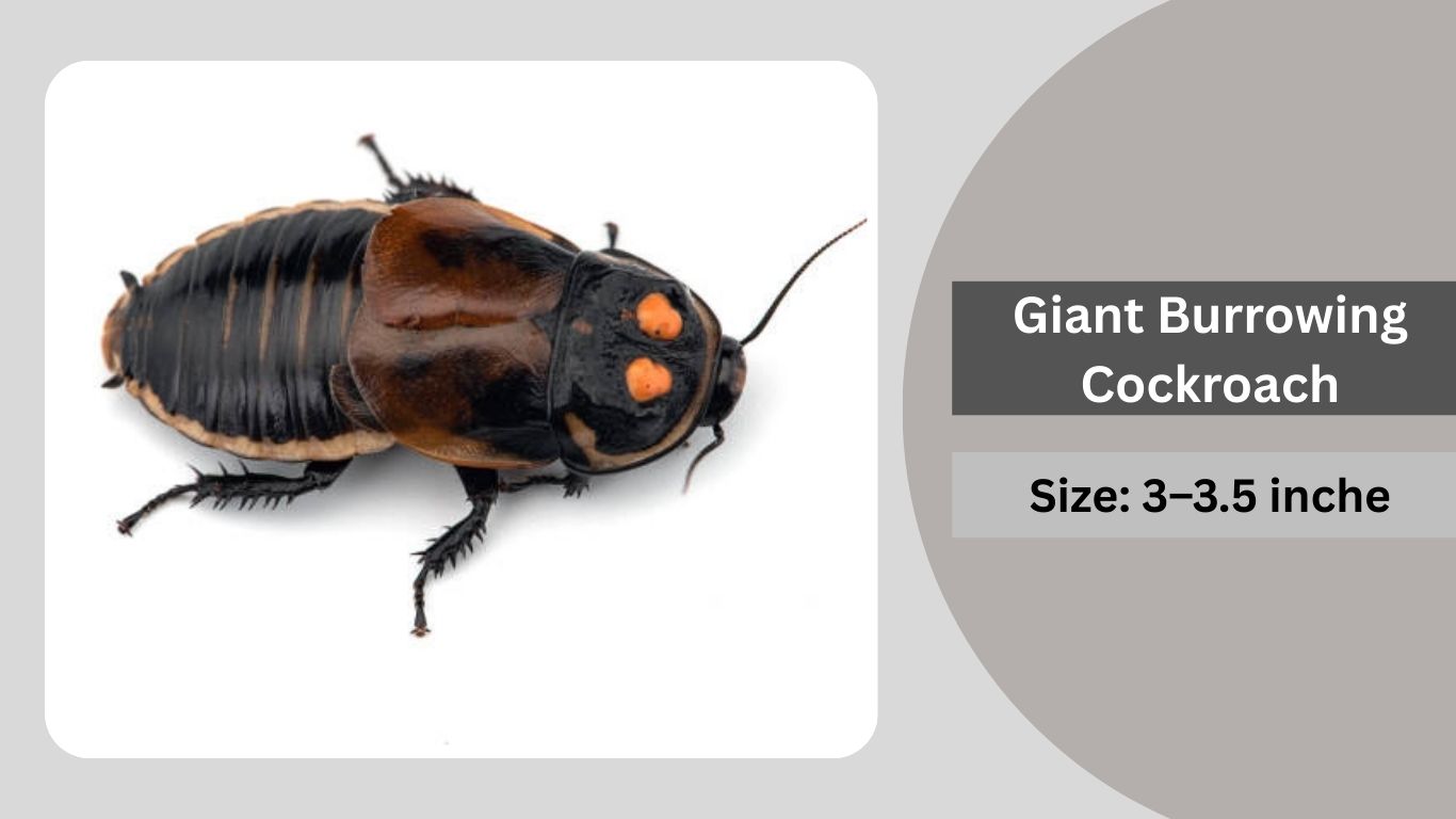 27 Largest Insects in the World: Identification with Size