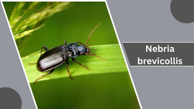 27 Types of Ground Beetles: Different Species Identification