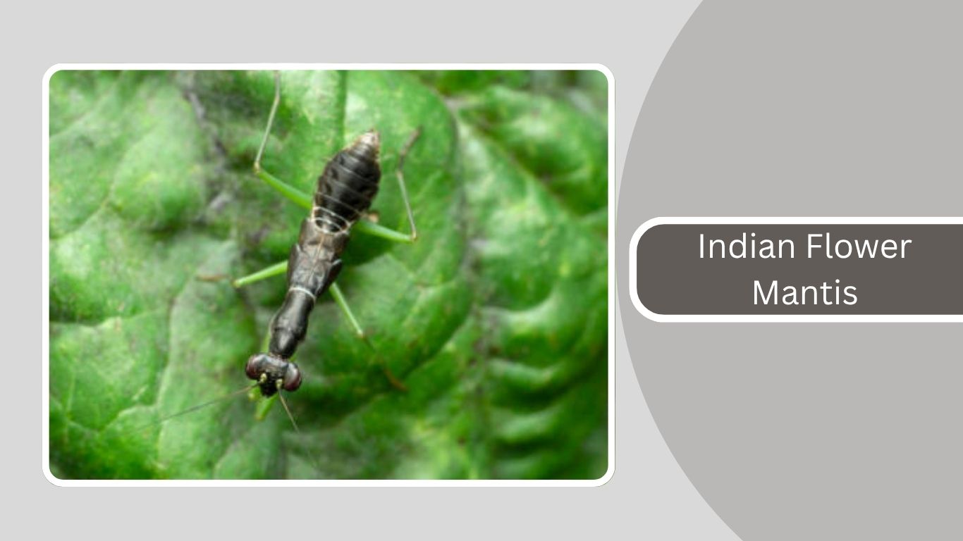 21 Common Types of Praying Mantis: Identification with Pictures