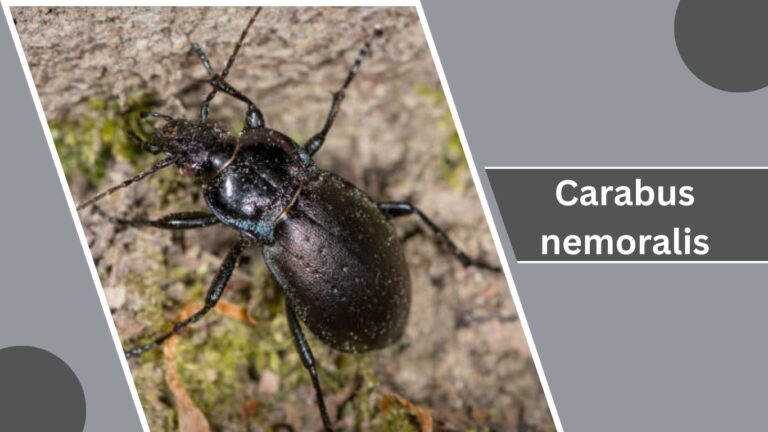 27 Types of Ground Beetles: Different Species Identification
