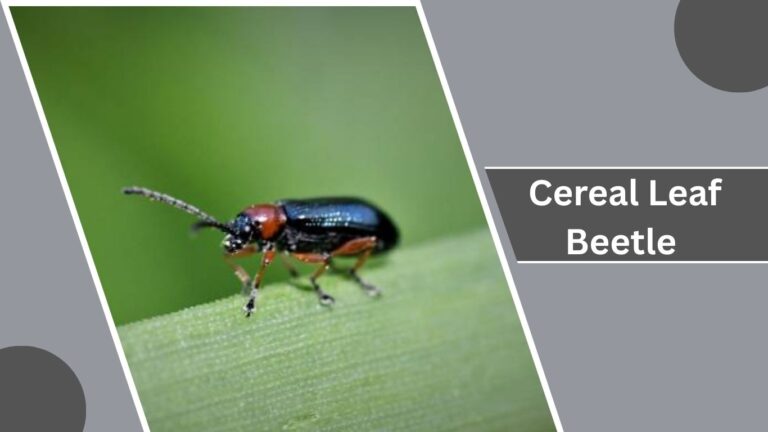 27 Types of Leaf Beetles: Different Species Identification