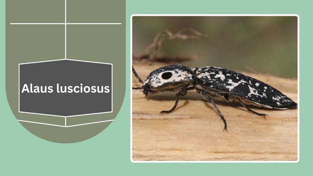 27 Types of Click Beetles: Different Species Identification