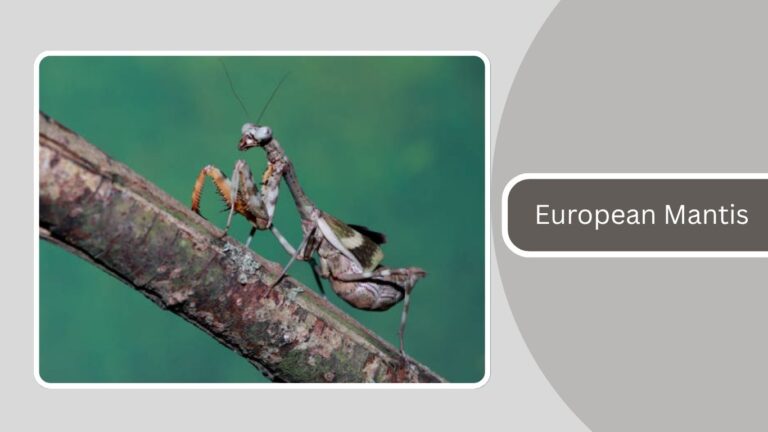 21 Common Types of Praying Mantis: Identification with Pictures