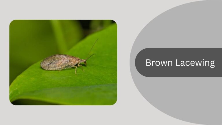 15 Common Types of Lacewing: Identification with Pictures