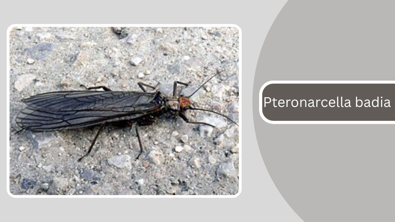 25 types of Stonefly: Identification with Pictures