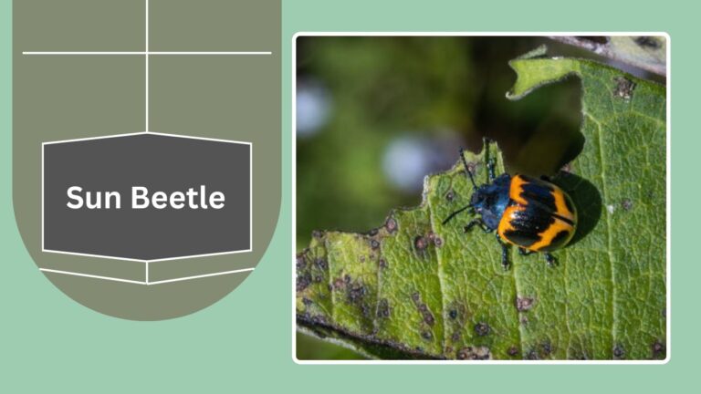 27 Types of Scarab Beetles : Different Species Identification