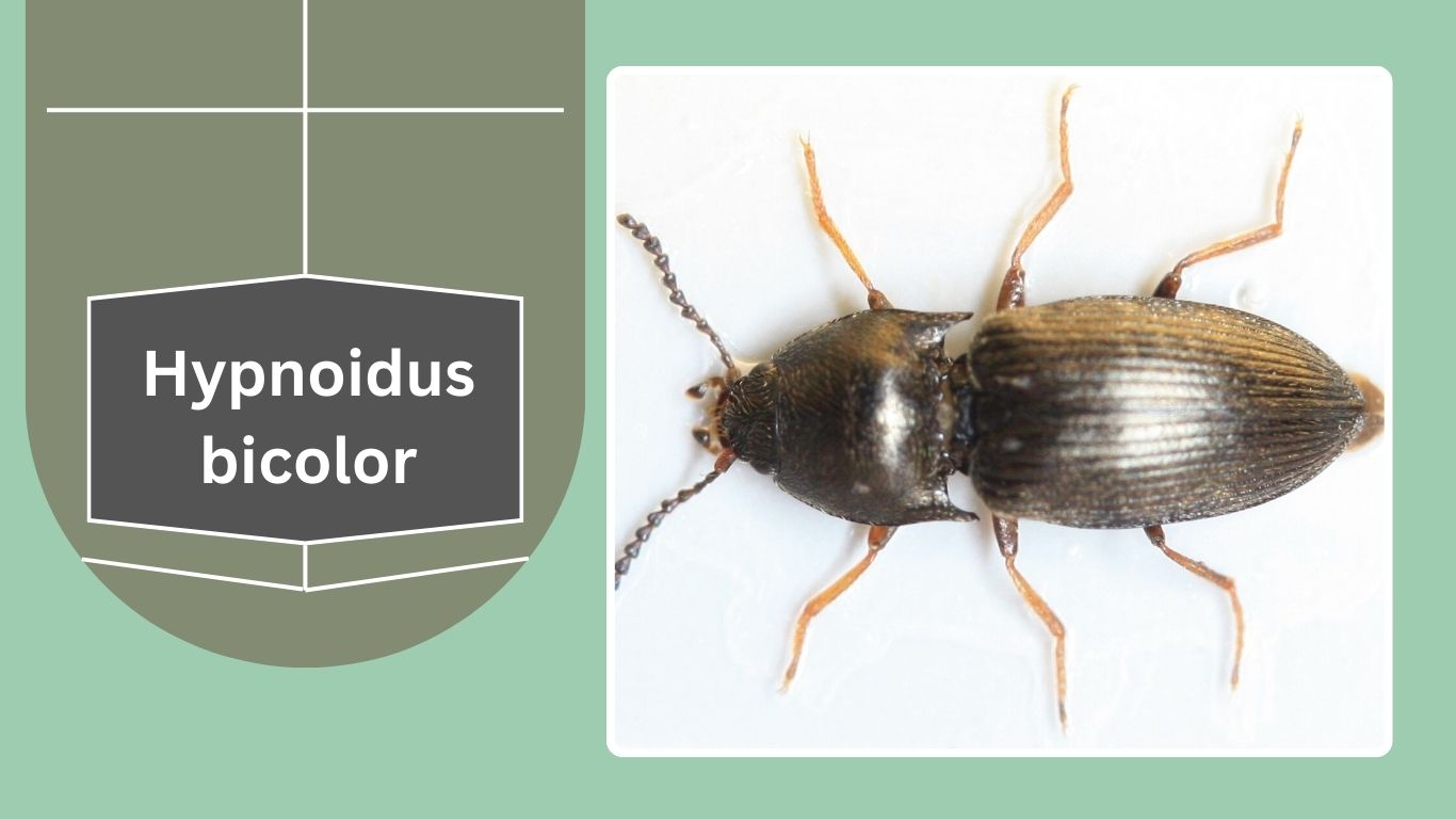 27 Types of Click Beetles: Different Species Identification