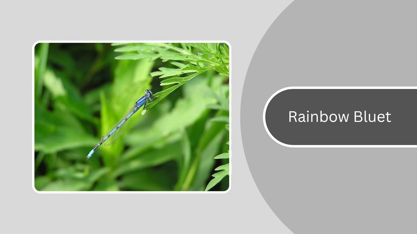 20 Type of Damselfly: Identification with pictures