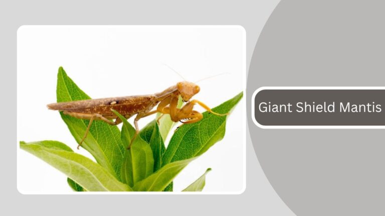 21 Common Types of Praying Mantis: Identification with Pictures