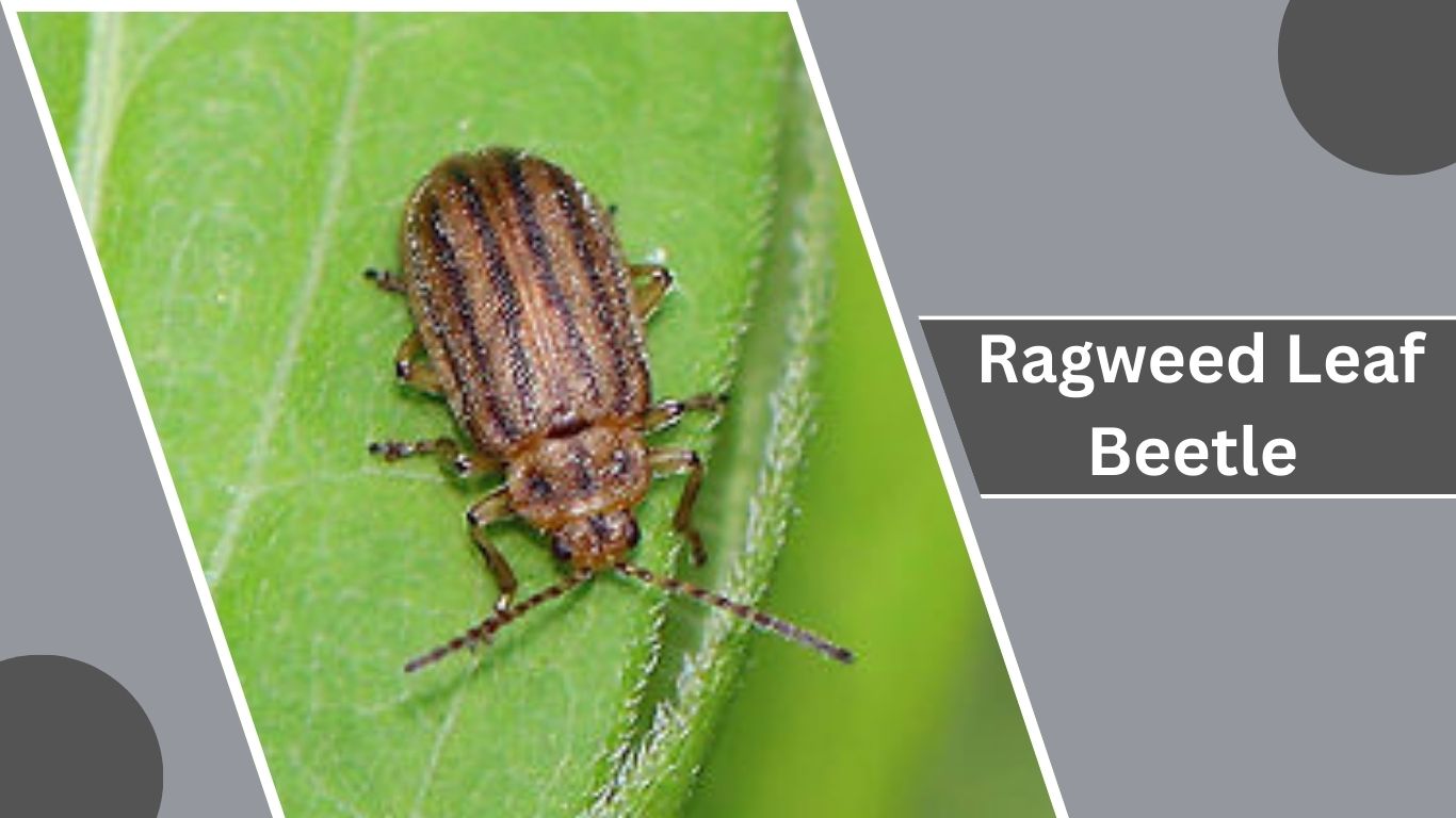 27 Types of Leaf Beetles: Different Species Identification