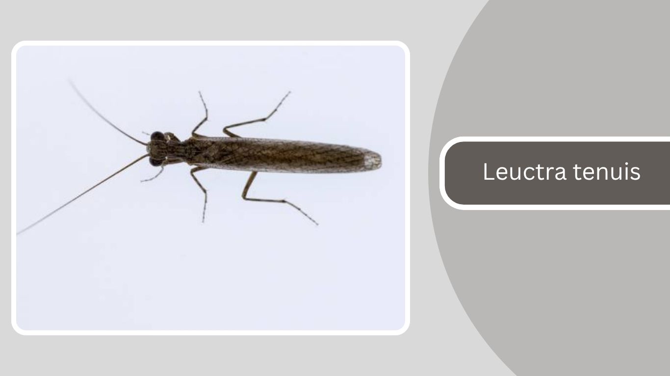 25 types of Stonefly: Identification with Pictures