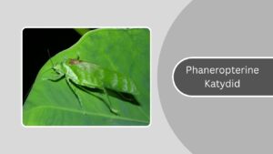 25 Types Of Katydid: Identification with Pictures